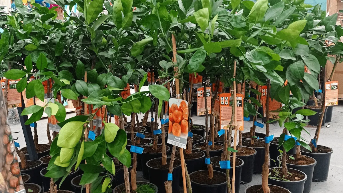 Temporada Árboles Frutales | Falcón Agroalimentaria