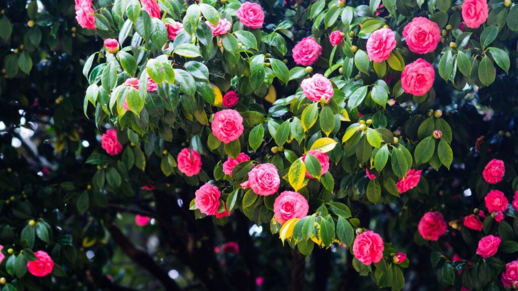Guía Completa para el Cuidado de las Camelias | Blog Falcón