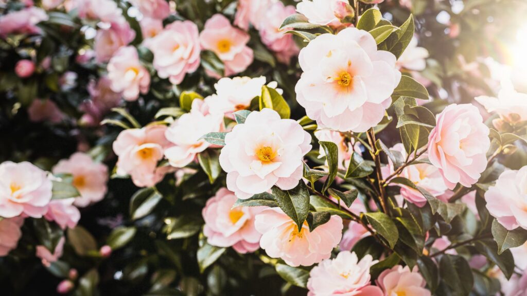 Guía Completa para el Cuidado de las Camelias | Blog Falcón